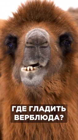 Где гладить верблюда?