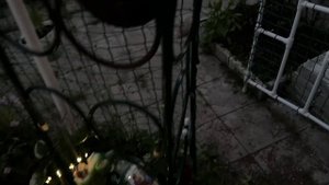 Летняя сказка