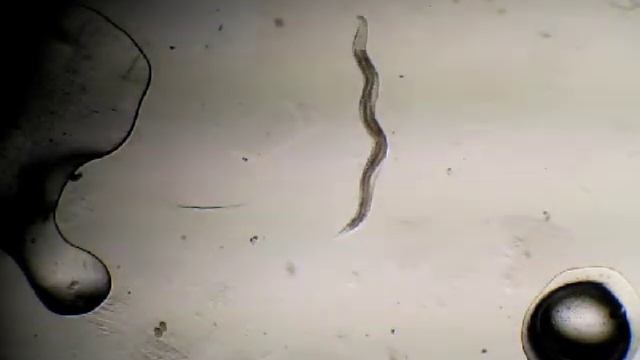 Biology nematode experiment sktrwavyworm - смотреть видео онлайн от ...