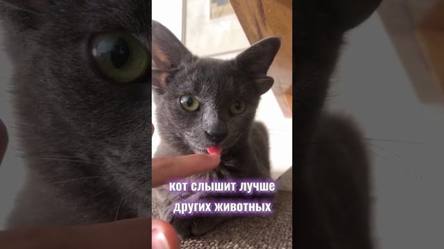 Кот с четырьмя ушами