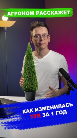 Как изменилась туя за год
