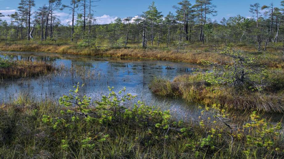 Добавили локацию "Болота"