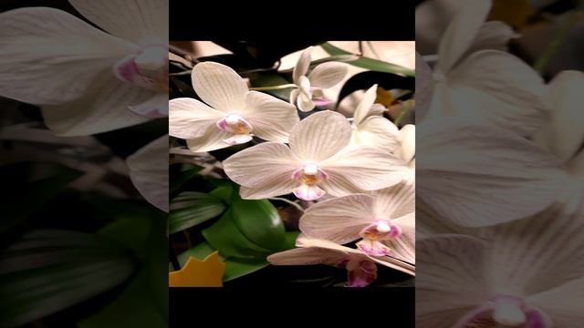 фаленопсис Торино.mp4