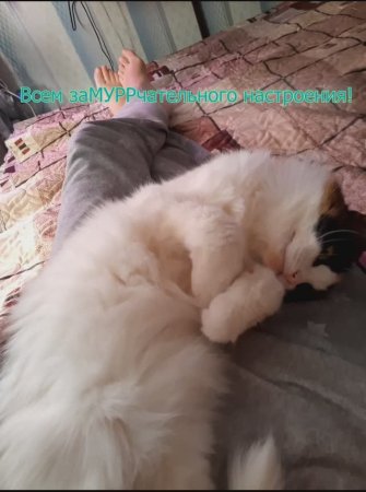 ЗаМУРРчательное настроение!
