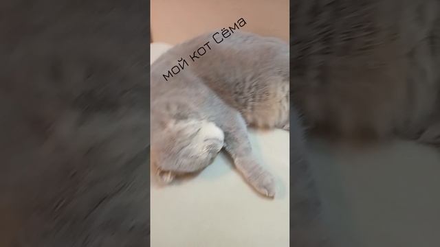 мой любимый кот