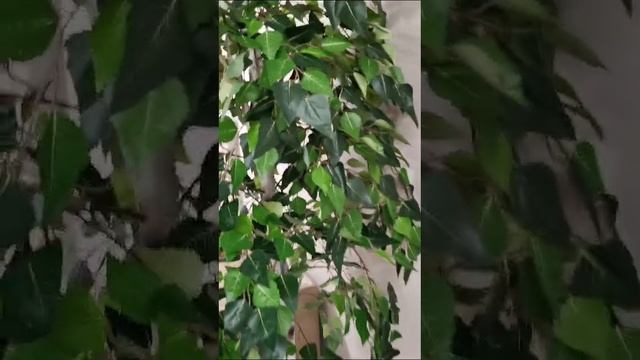 VID-20241206-WA0010.mp4