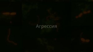 Типы взаимодействия микро- и макроорганизма. Патогенность. Вирулентность - факторы. Аттенуация.