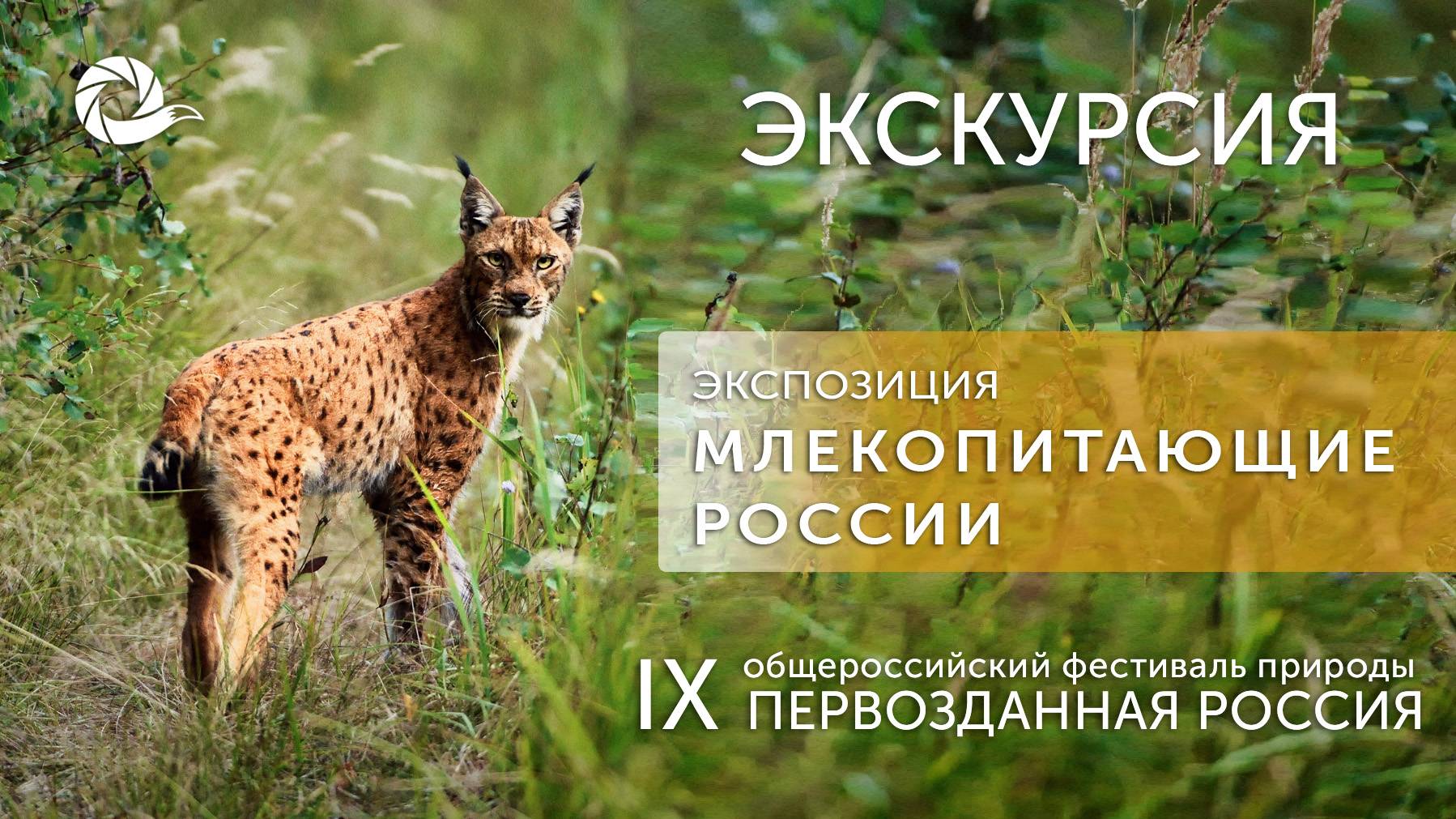 Экскурсия по IX Фестивалю. Млекопитающие России