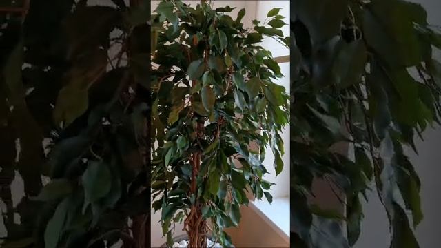 VID-20241206-WA0011.mp4