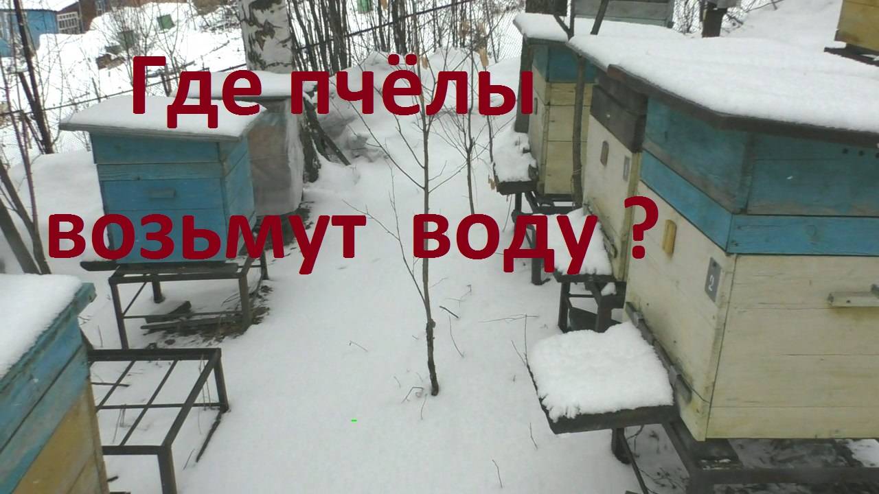 Что жизненно необходимо пчелам весной