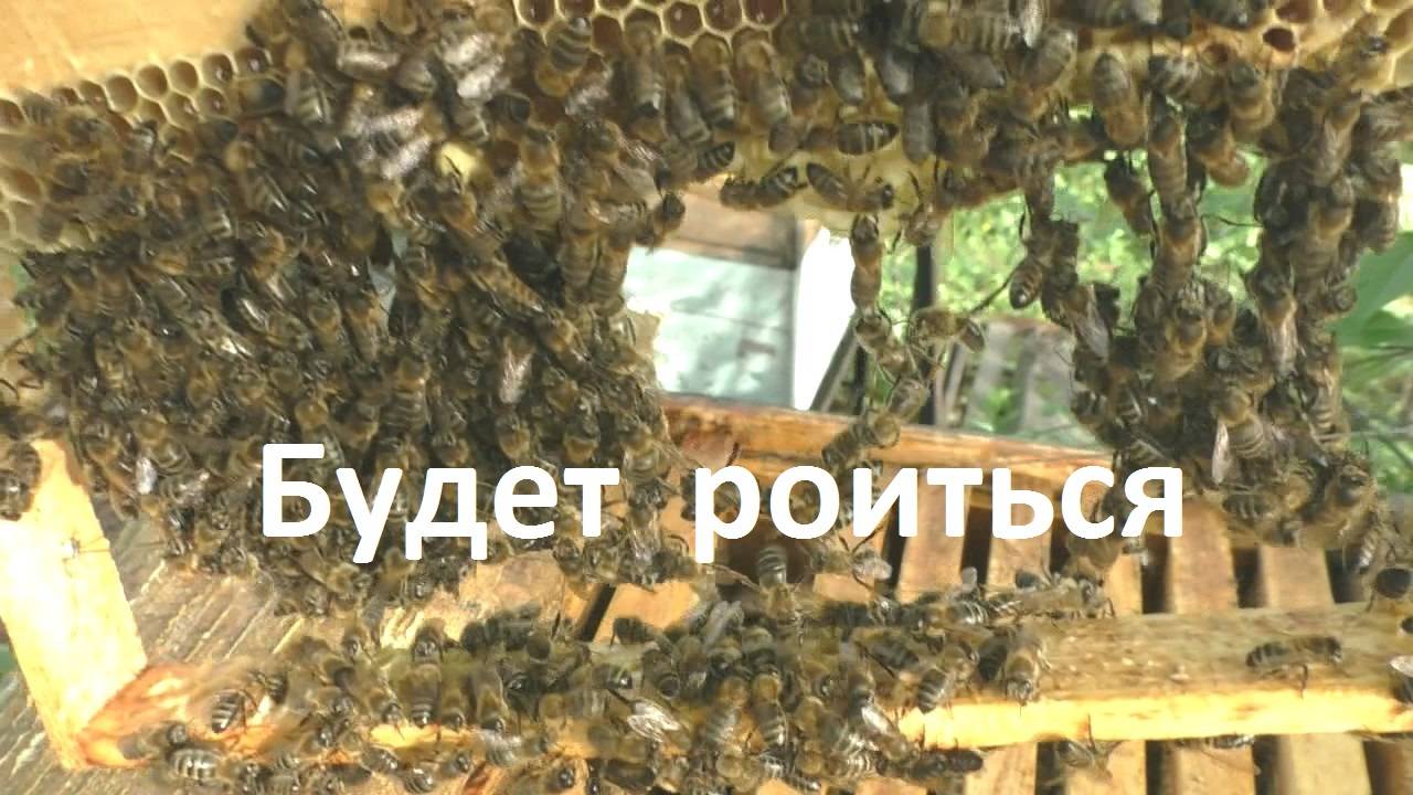 Строительная рамка, хороший индикатор состояния семей пчел