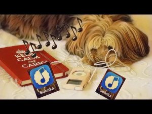 Срочно скачиваем музыкальный плеер из App Store «Собака» Sobaka или как скачивать Файлы на ios