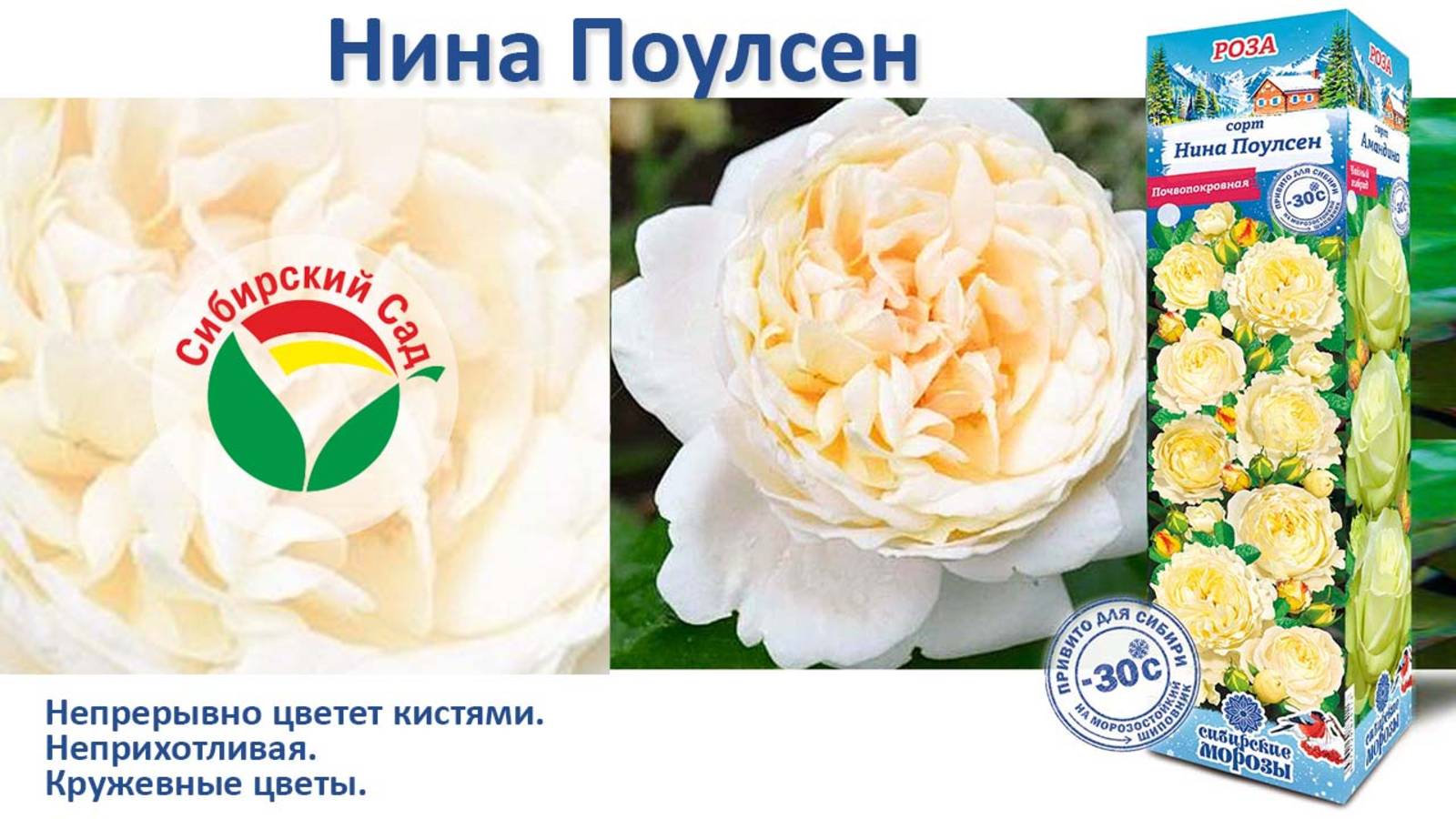 Роза Нина Поулсен (Почвопокровная) от Агрофирмы "Сибирский сад"