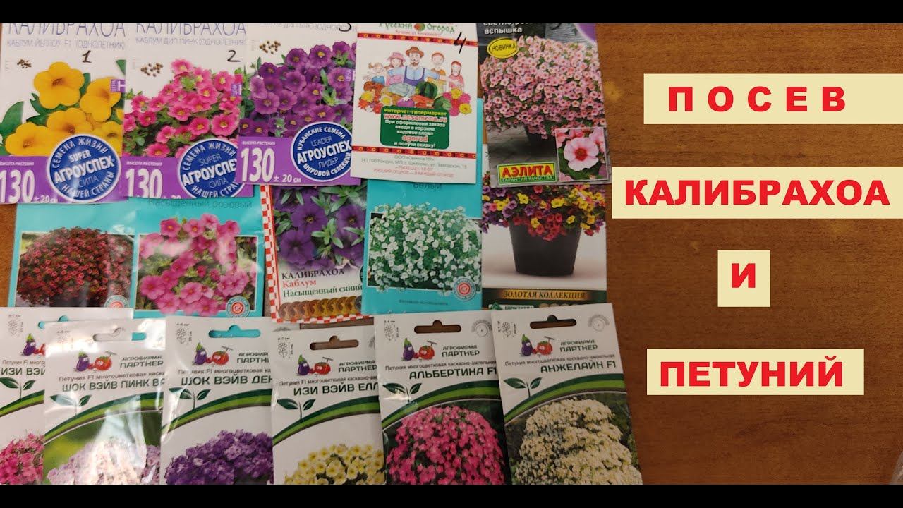 Посев калибрахоа и петуний.