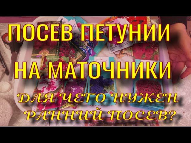 Петуния. Посев на маточники.