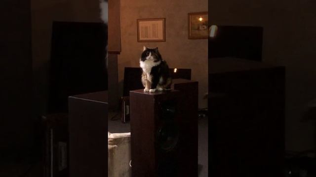 деревня Старово, кошки и музыка