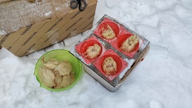 Опять коптим! Скоро новый год 🎄#коптим #копчение #копчениемяса #полезная_еда #экопродукция