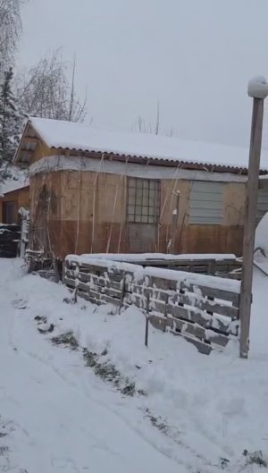 Зимняя прогулка по питомнику среднеазиатских овчарок Сары Шайтан