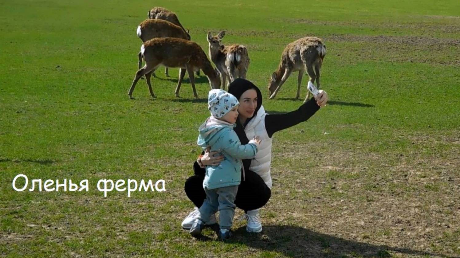 Лесной олень | Оленья ферма.