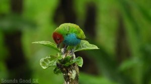 Birds Chirping - 2 | Mind Relaxation | Exam Focus | Meditation | Stress Relief