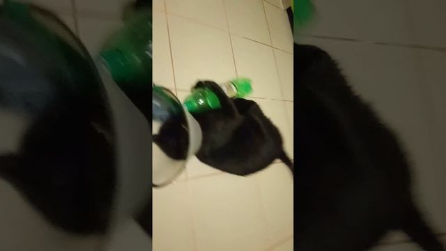 кот на зарядке