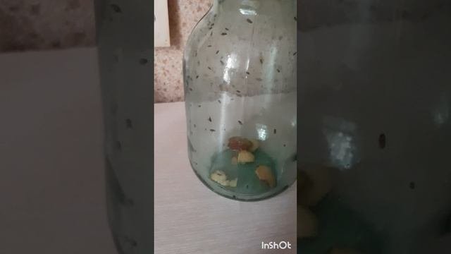 ПроХитрости.Ловля и утилизация винной мушки.Серия2.Часть3 .mp4