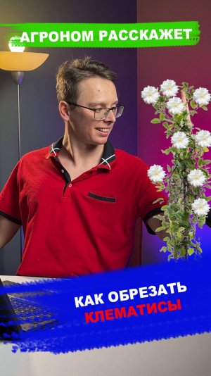 Обрезка клематисов