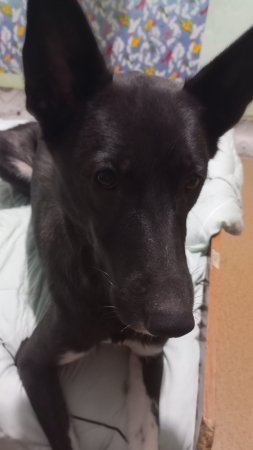 🐶Знакомства с Моной 🐶