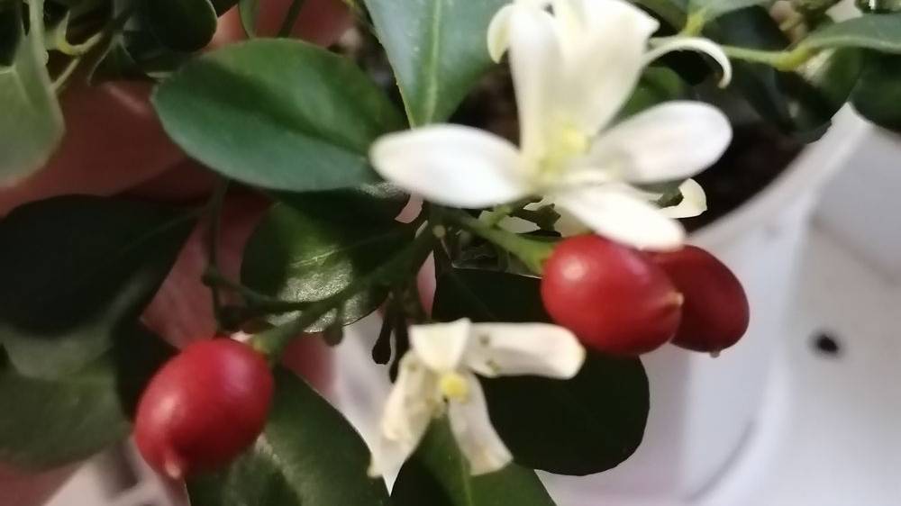 Муррайя-растение императора