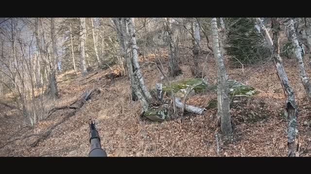 Охота на Кавказского Бурого Медведя. Попадание в кадре