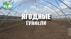 Ягодные туннели🍓