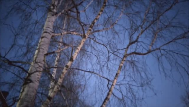 БЕРЁЗКИ в ЗИМНЕМ ГОРОДЕ