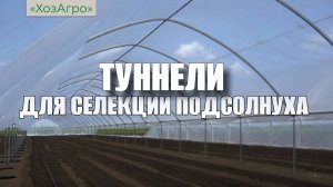 Туннели для селекции подсолнуха 🌻