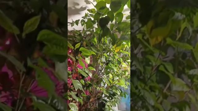 Мой цветочек пошёл в свою новую семью