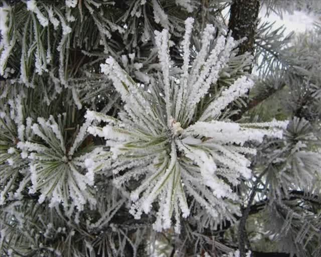 Лепетан Мор Фильм - Зимушка... 4 часть.