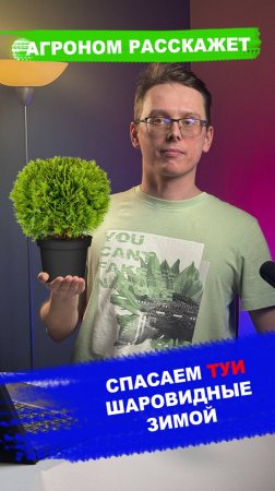 СПАСАЕМ ШАРОВИДНЫЕ ТУИ ЗИМОЙ