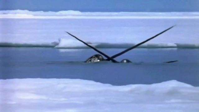Нарвал-Морской Единорог!