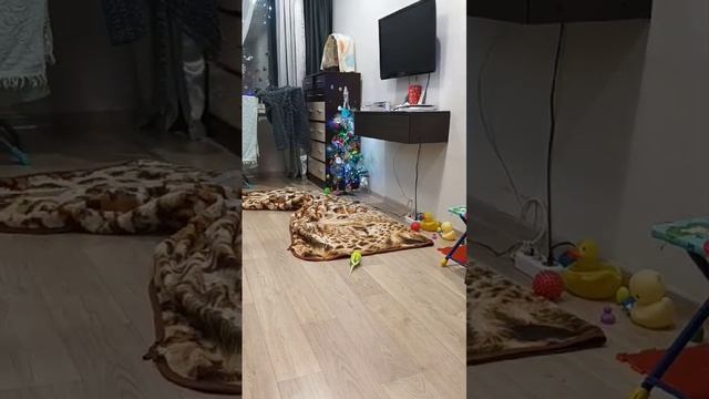 Волнистый попугай Кеша играет в футбол #а4 #шортс
