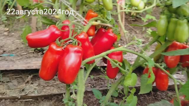 № 386 Томат сорта "ЖИГОЛО" в теплице.август 2024 год . обзор