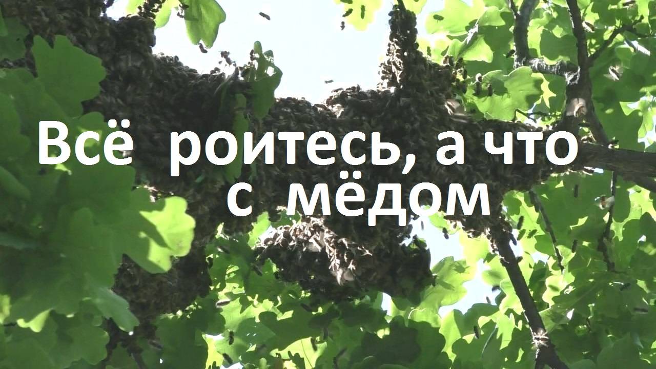 Сколько меда произвели роевые семьи пчел