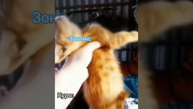 котенок