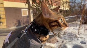 Полный обзор GPS трекера Petsee для кошек и собак