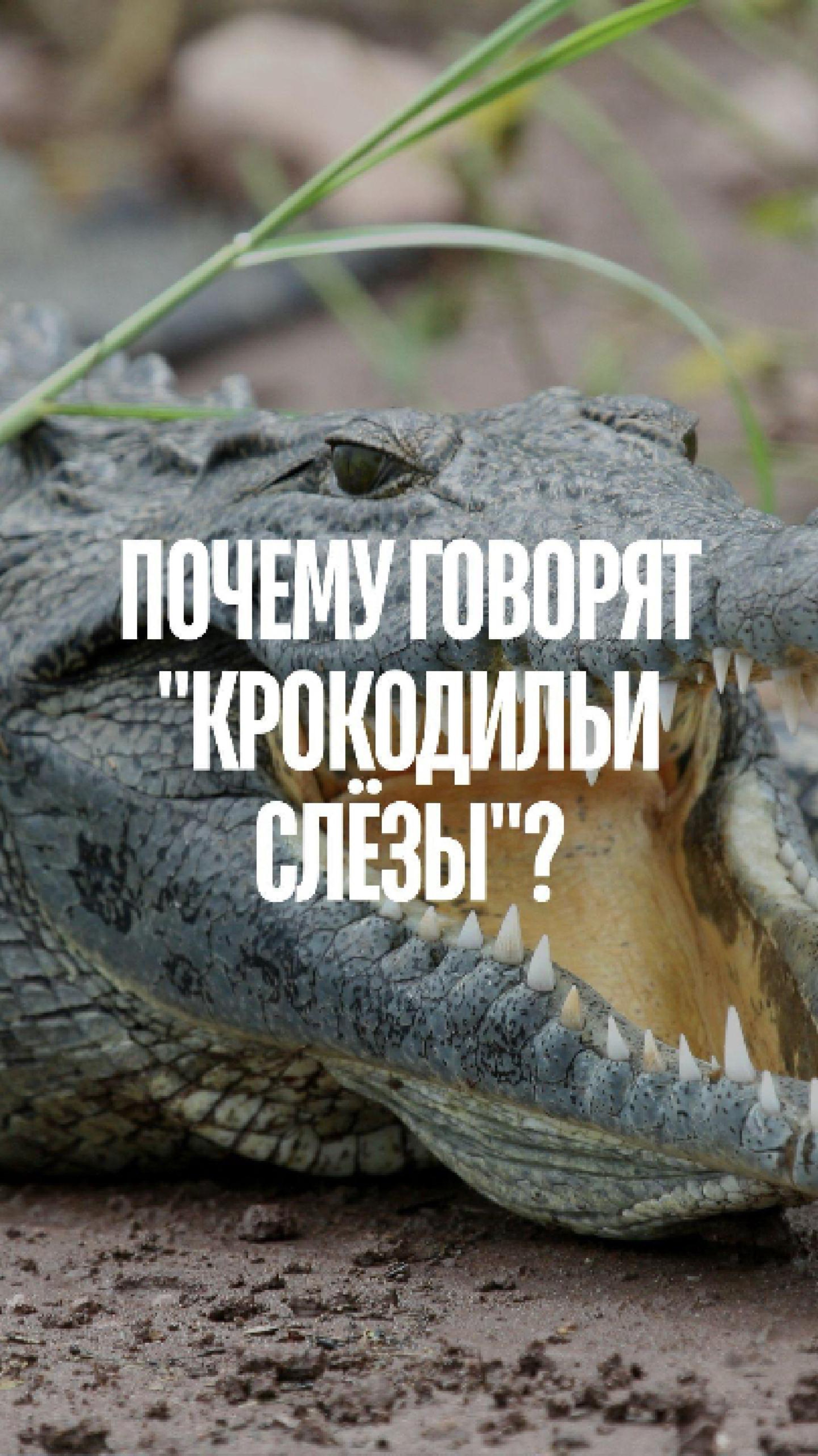 "Знаешь, почему говорят ‘крокодильи слёзы’? 🐊