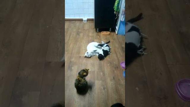 Отпор даёт