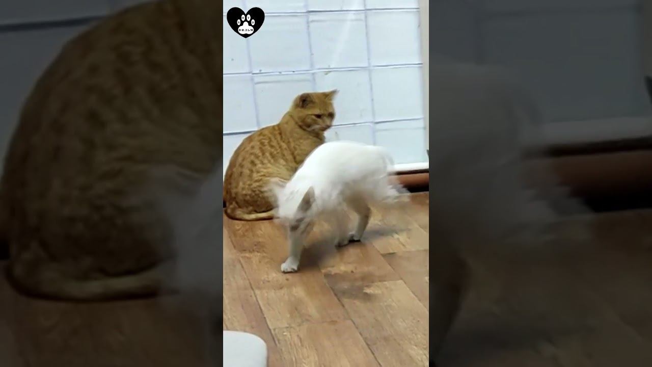 ПрОбочка
