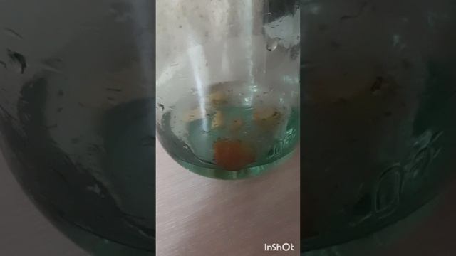 ПроХитрости.Ловля и утилизация винной мушки.Серия3.Часть3 .mp4