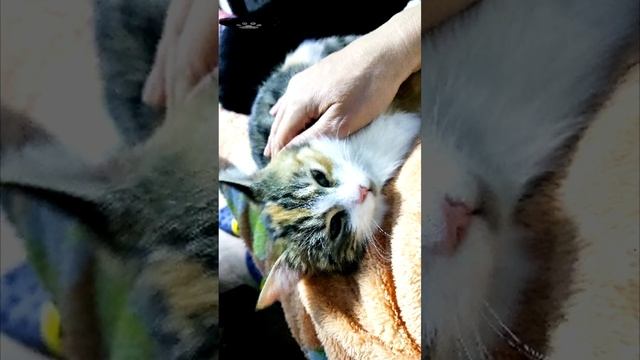 Душечка-подушечка