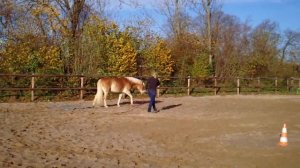 Birgit & Sirius Online Parelli Audition passed 2 +