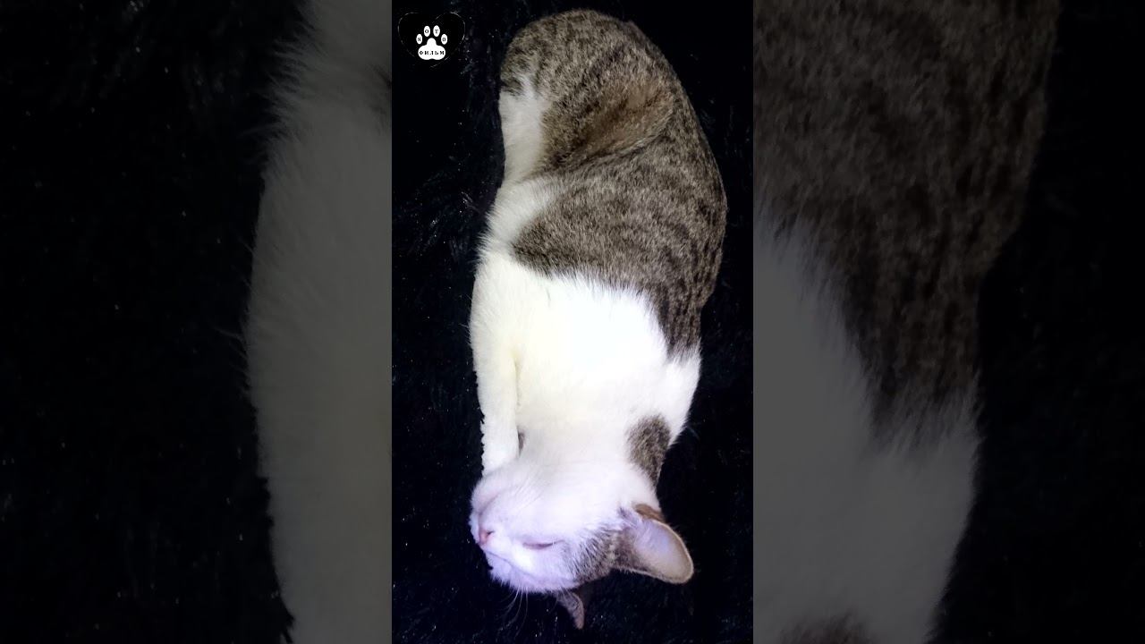 Мурзик - Пупсик