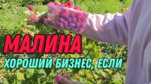 Малина, хороший бизнес если... Промышленная плантация малины. Как зарабатывать на малине.